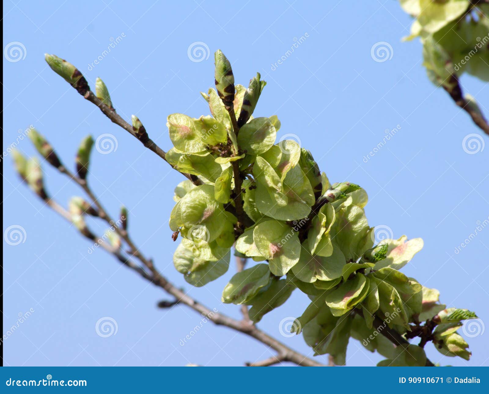 Red elm tree Ulmus rubra stock image. Image of tree, foliage - 90910671
