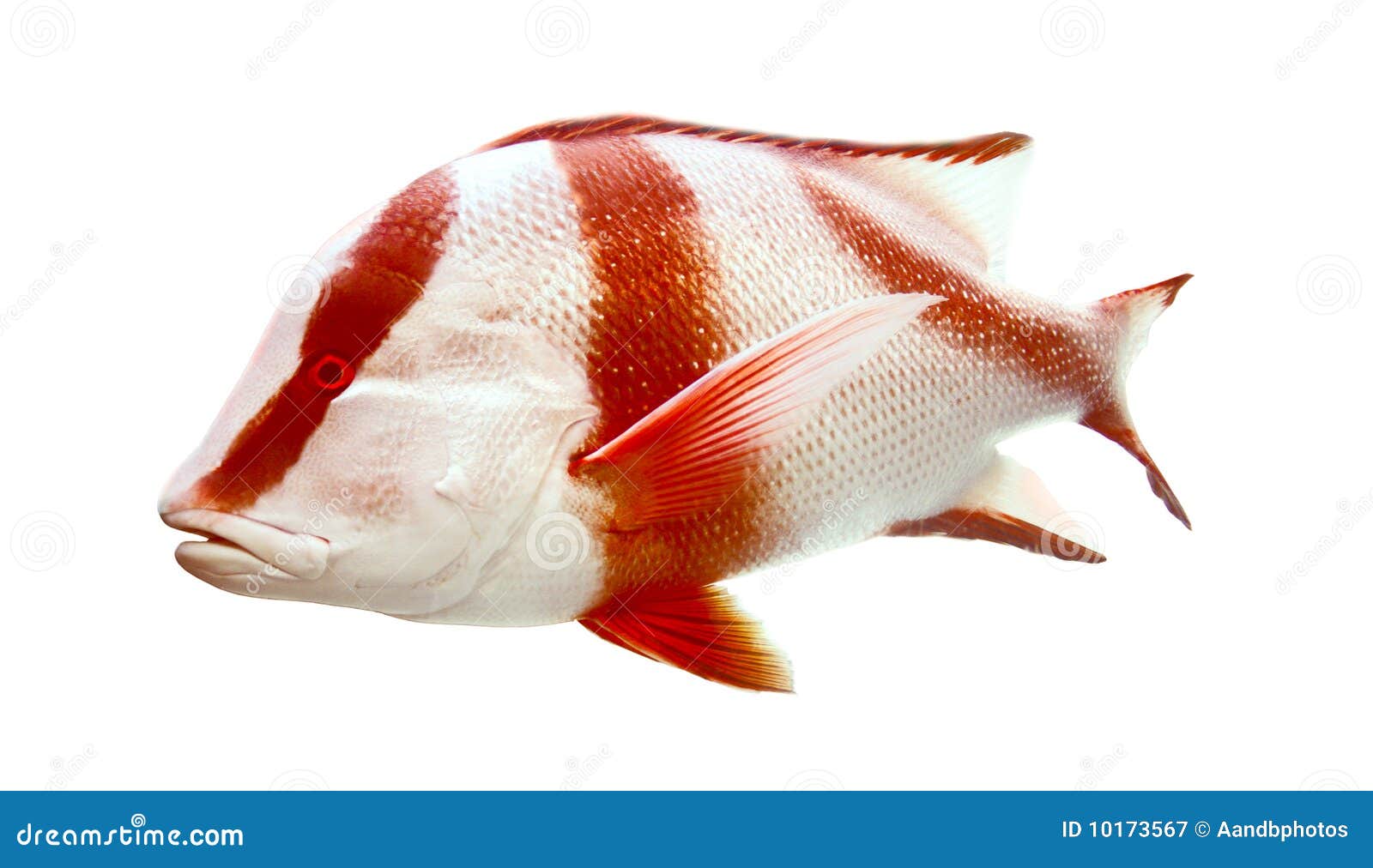 Red Emperor (government Bream) Lutjanus Sebae Stock Image - Image of ...