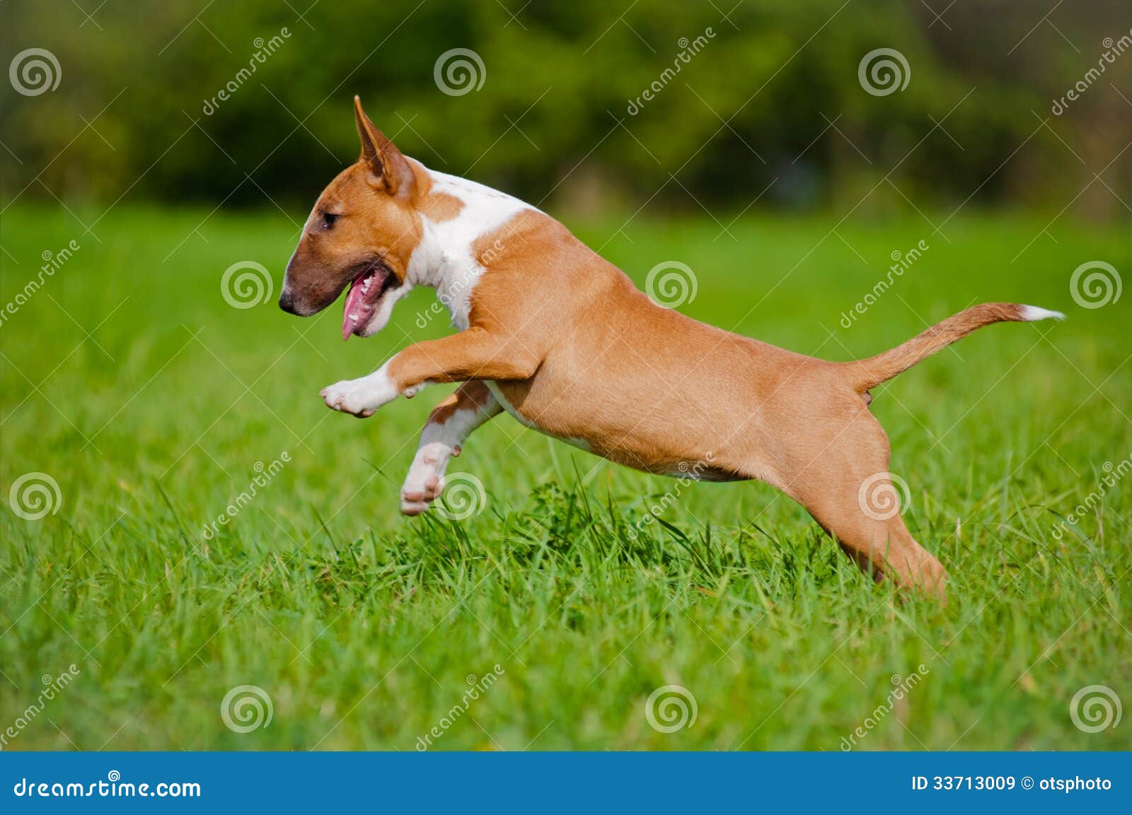 Red English Bull Terrier Jumping Stock Image - Image of mammal, english ...