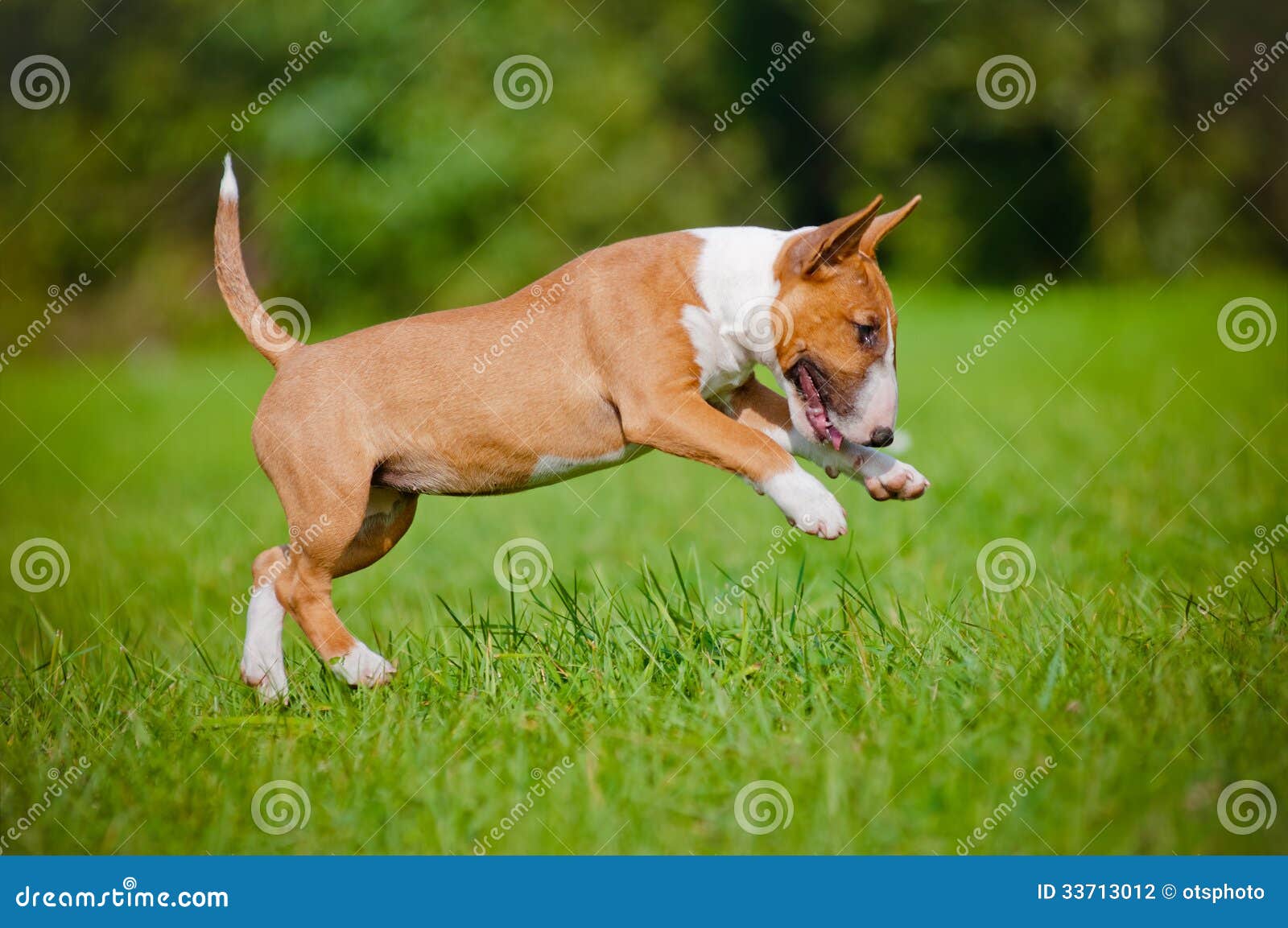 Red English Bull Terrier Jumping Stock Photo - Image of adorable ...