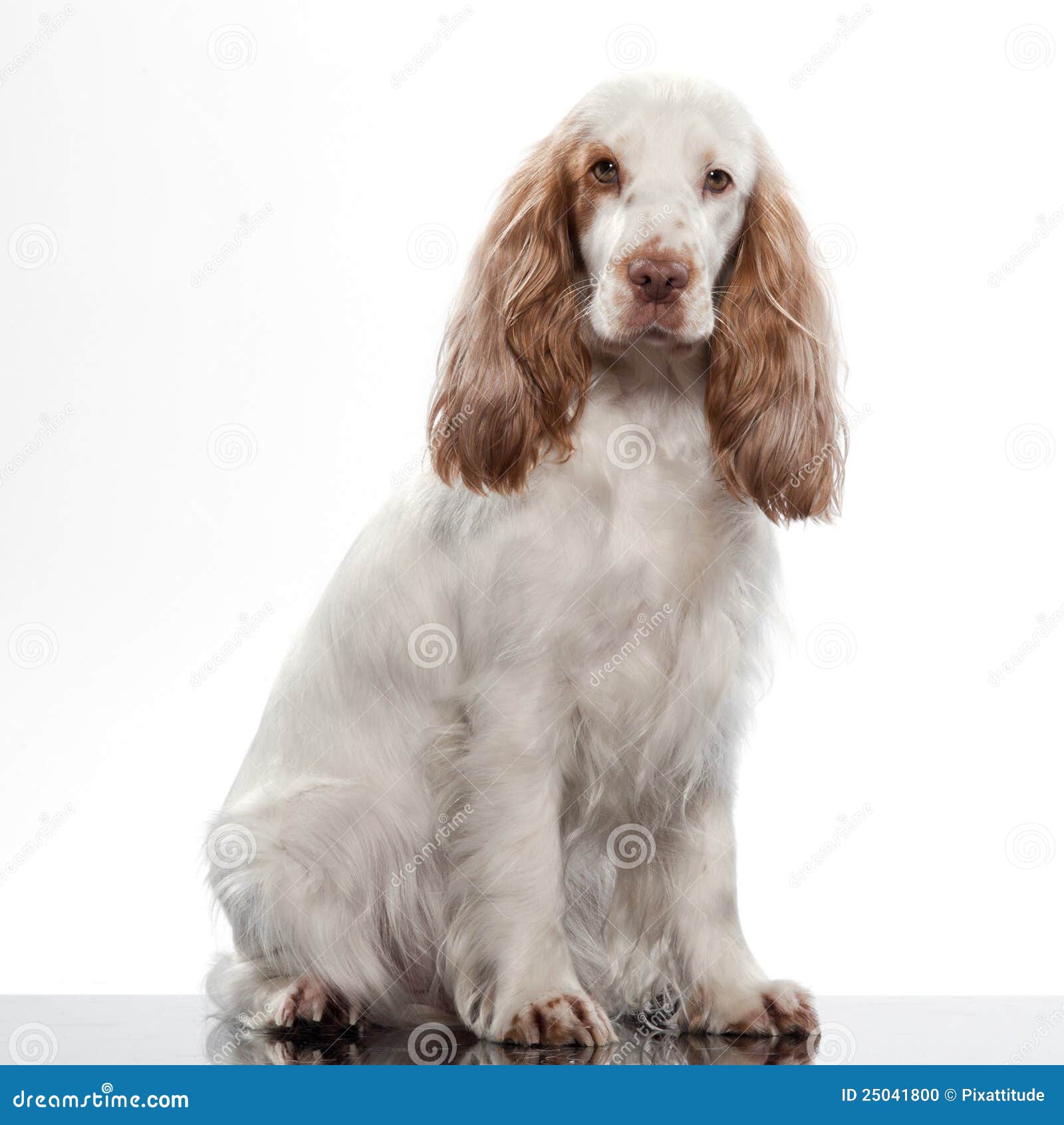 Red English Cocker Spaniel stock photo. Image of cocker - 25041800