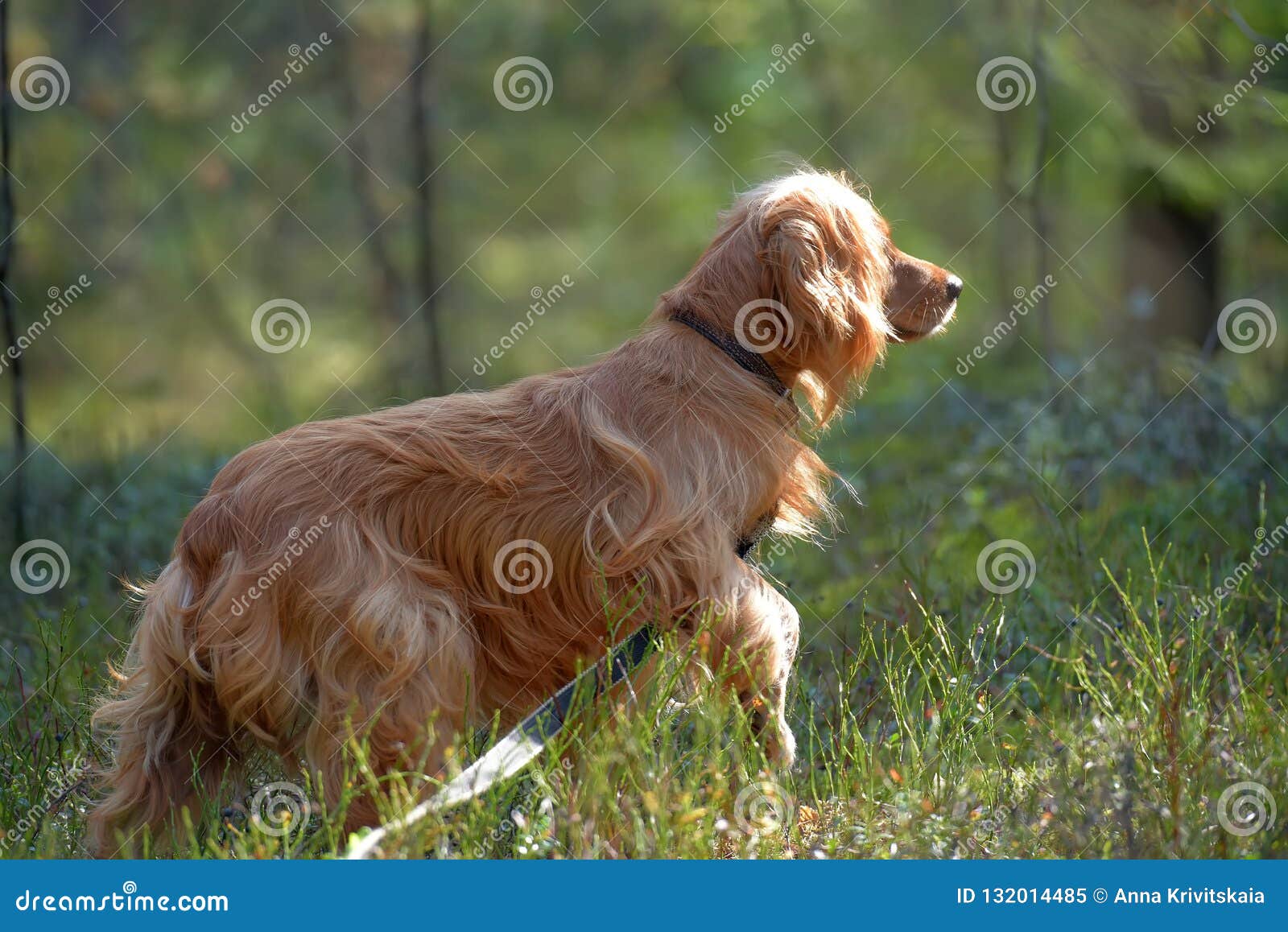English Spaniel in the Woods Stock Image - Image of park, mammal: 132014485