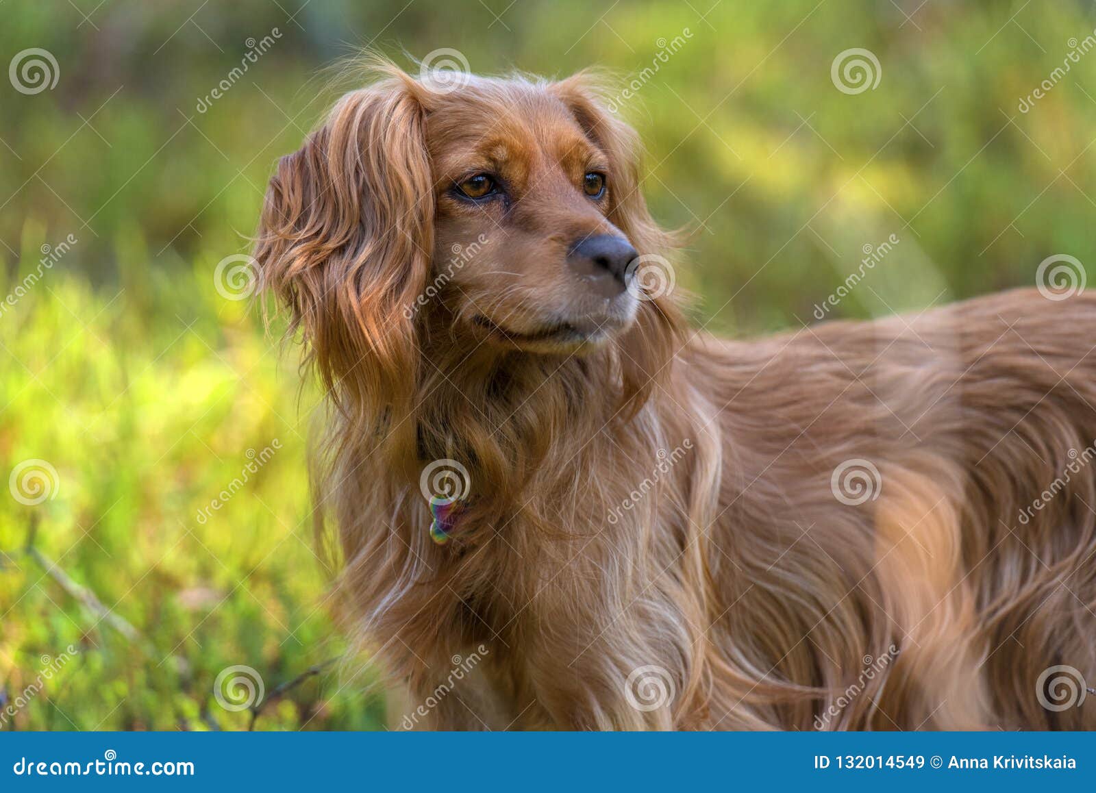English Spaniel in the Woods Stock Image - Image of doggie, nature ...