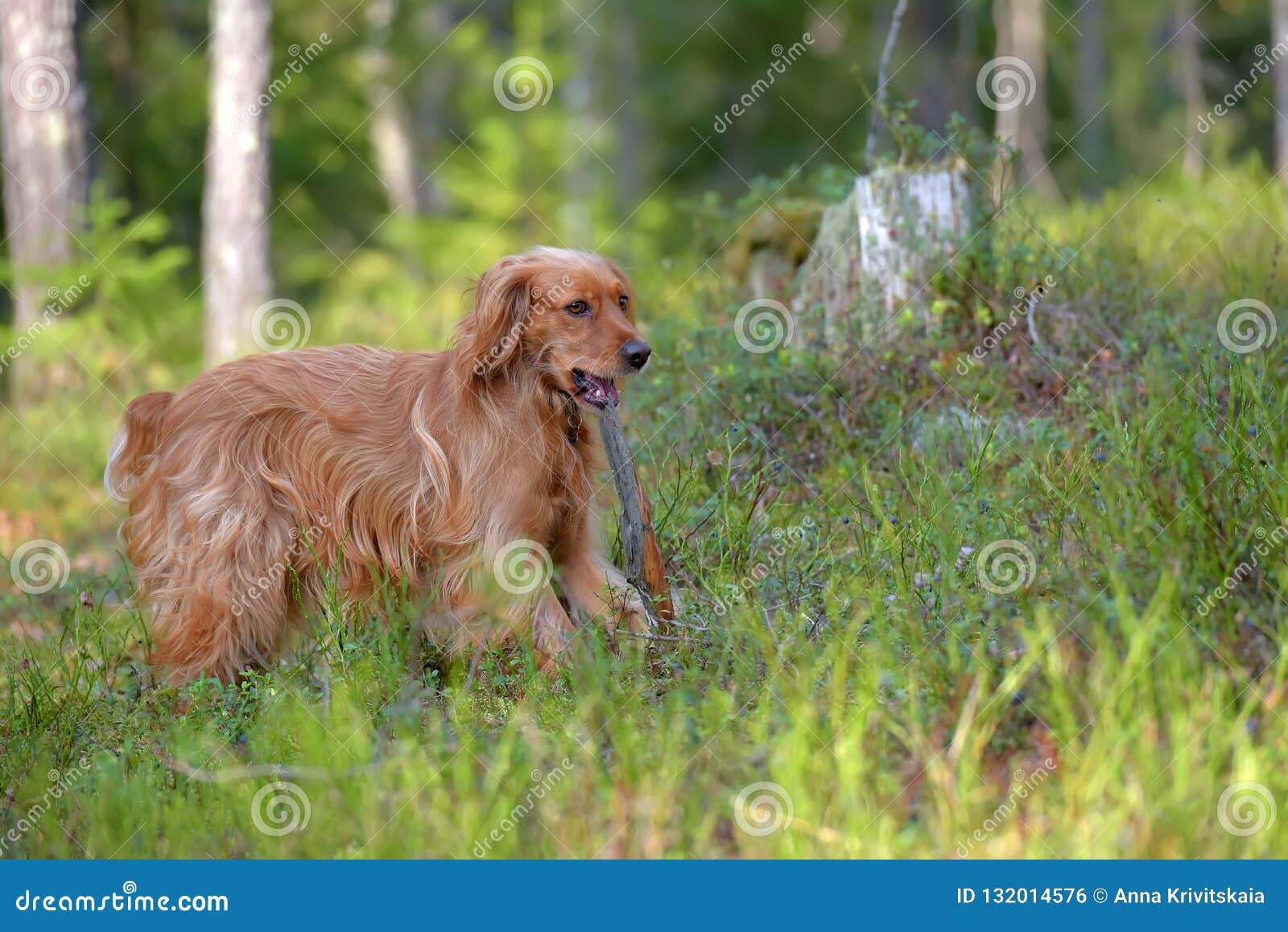 English Spaniel in the Woods Stock Photo - Image of friend, foliage ...