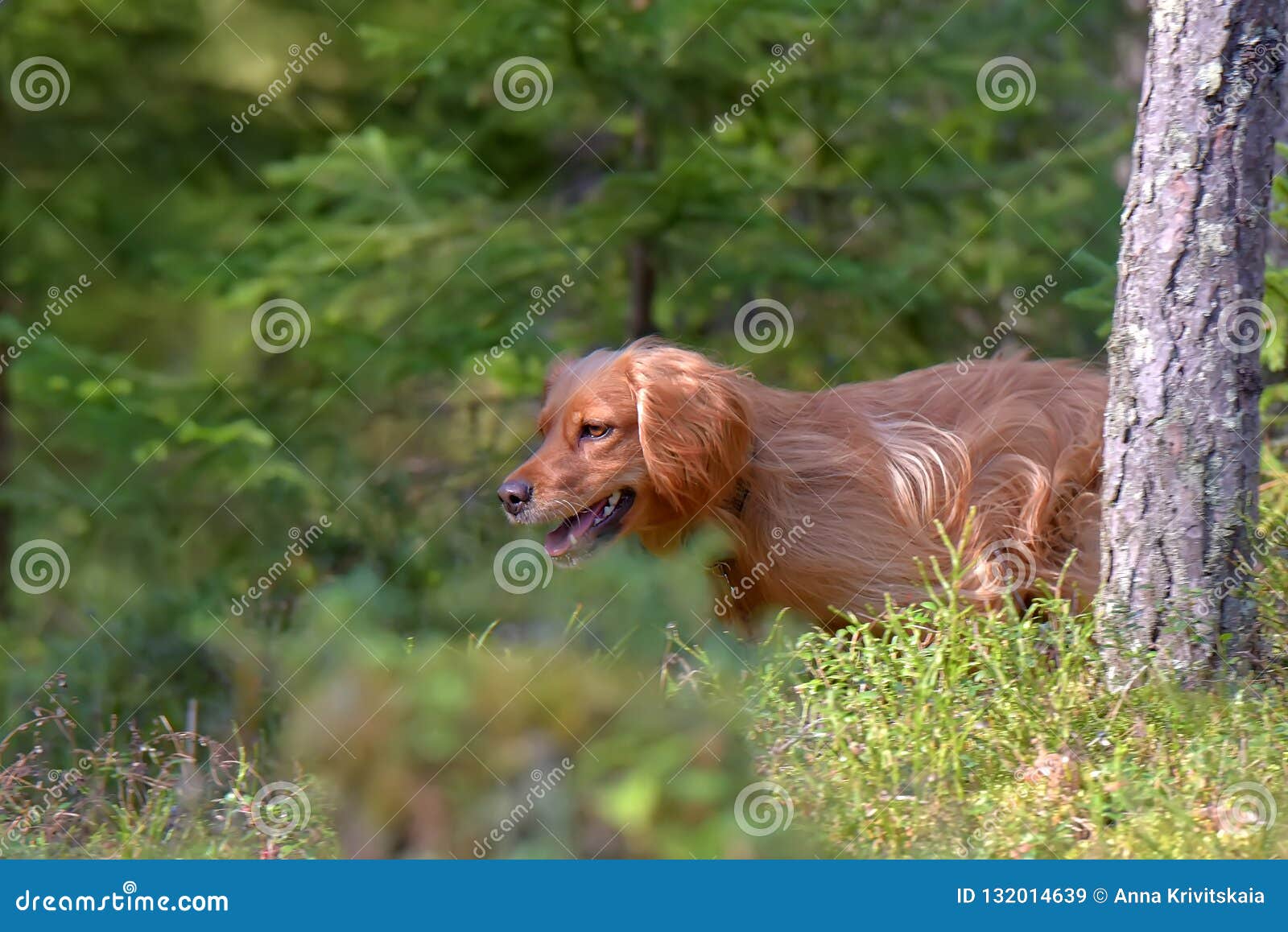 English Spaniel in the Woods Stock Image - Image of look, cute: 132014639