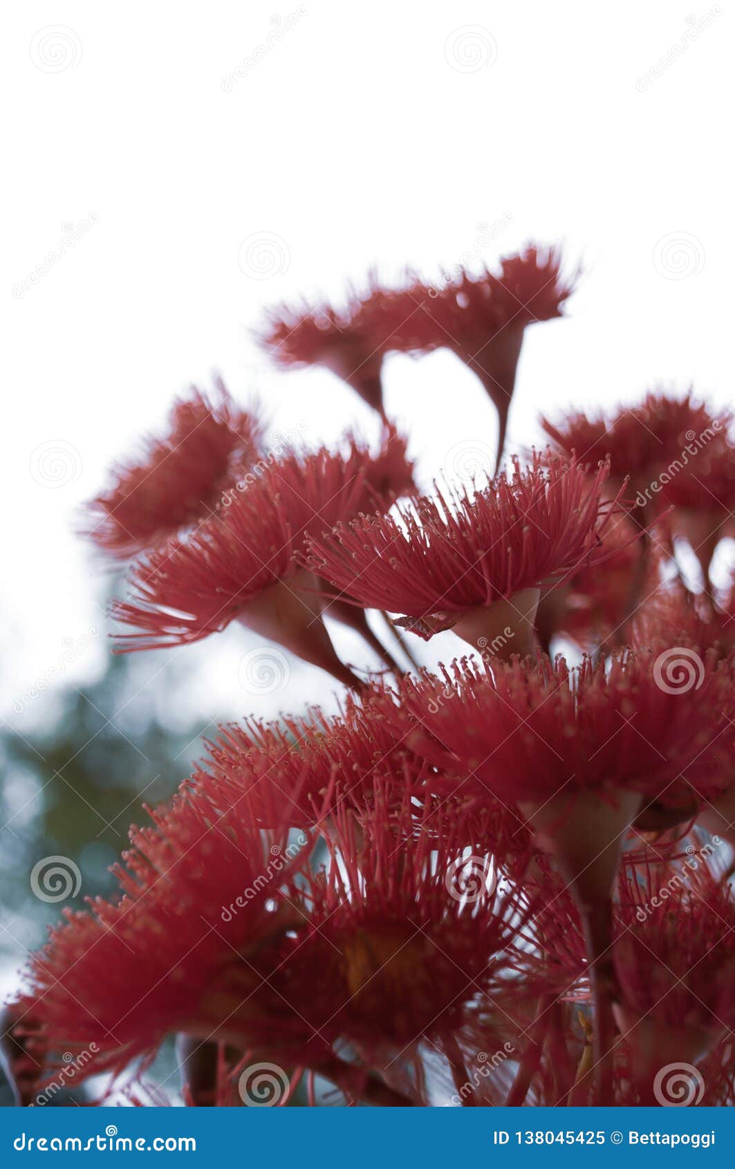 Red Eucalyptus Flower on Natural Background, Sydney, Australia Stock ...