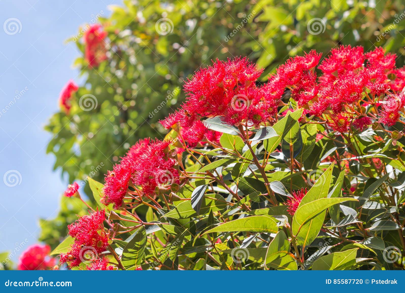 Red Eucalyptus Tree Flowers in Bloom Stock Photo - Image of plant, tree ...