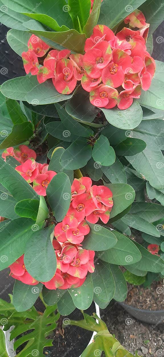 Red euphorbia mini flower stock photo. Image of wildflower - 242558572