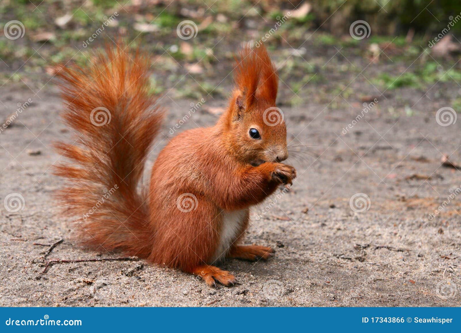 Red Eurasian squirrel stock photo. Image of brown, fluffy - 17343866