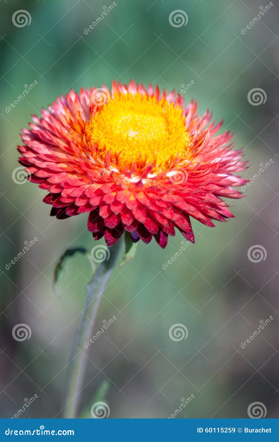 Red Everlasting Flower stock image. Image of flora, pink - 60115259