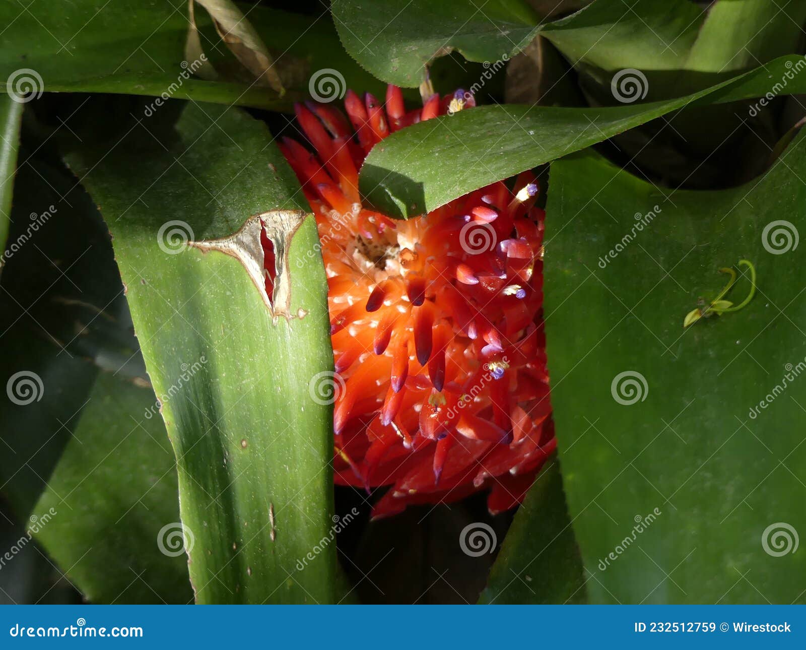 Red exotic flower in bloom stock image. Image of leave - 232512759