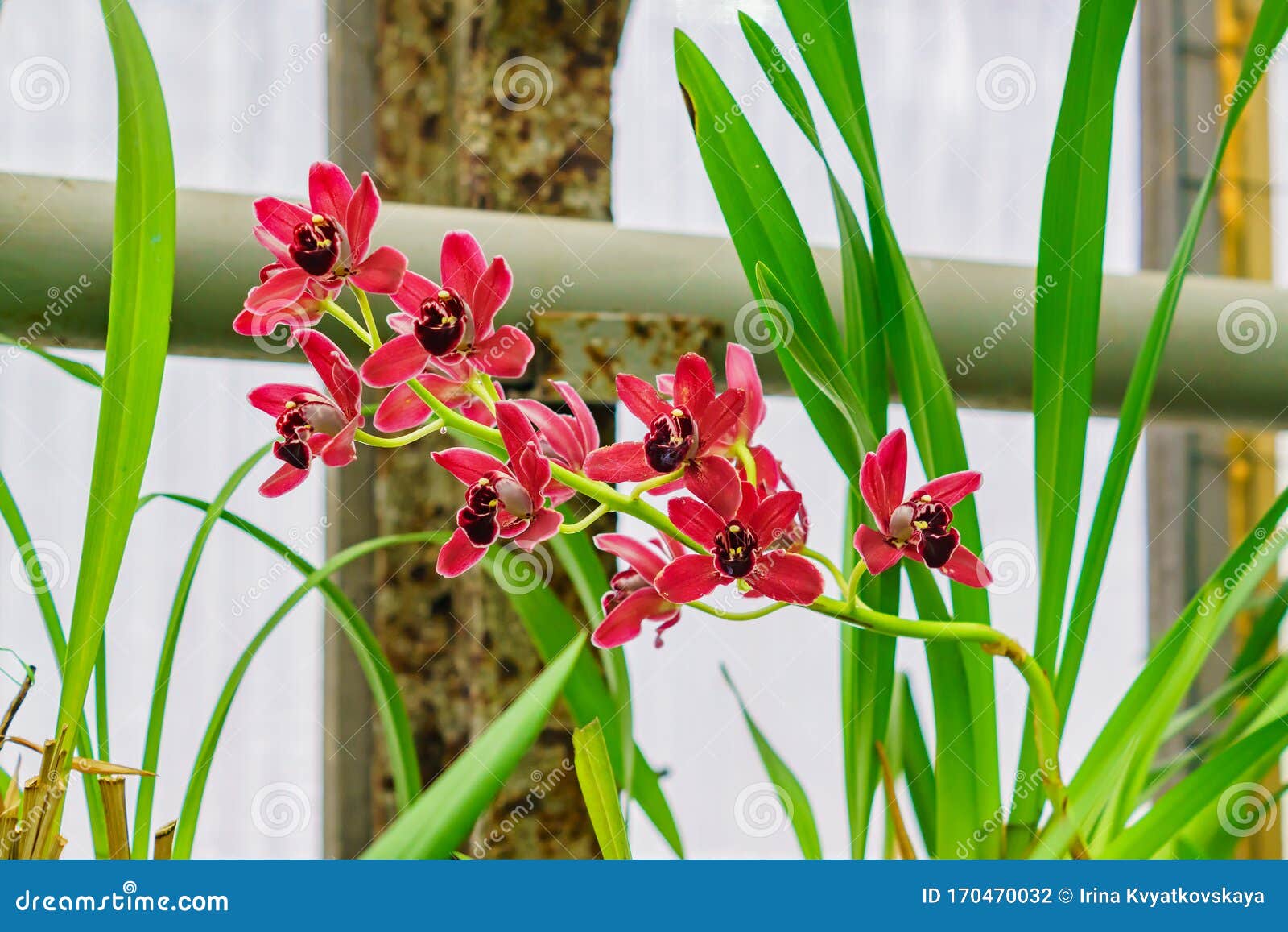 Red Exotic Orchid Flowers in Botanical Garden Stock Photo - Image of ...