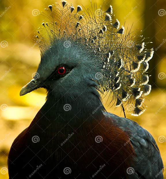 Red Eye stock photo. Image of bird, stare, mohawk, expressive - 11044380