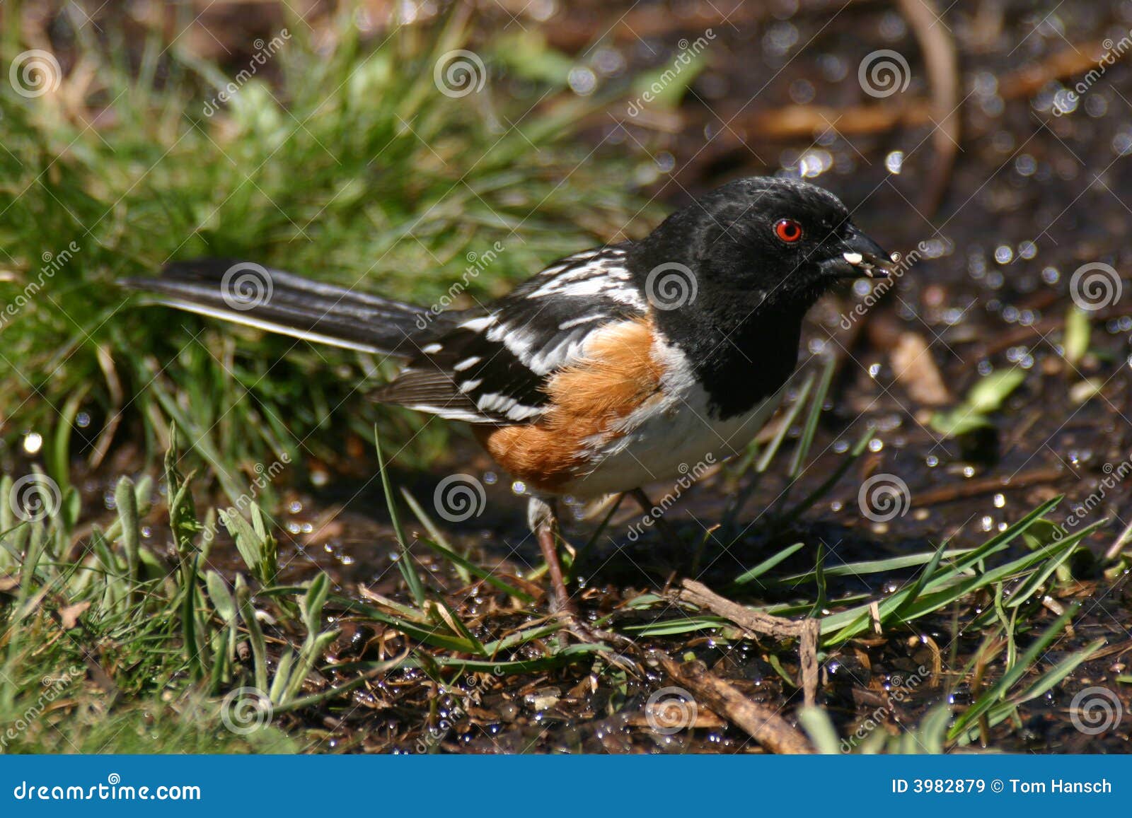 Red eye stock image. Image of mountain, rufous, erythropththalmus - 3982879