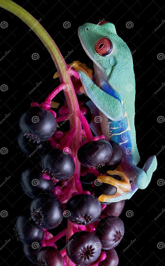 Red-eye on berries stock photo. Image of amphibian, nocturnal - 11149246