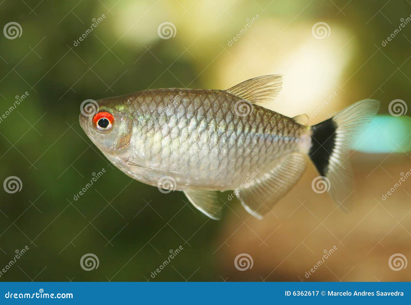 Red Eye Fish. stock image. Image of tropical, fishbowl - 6362617