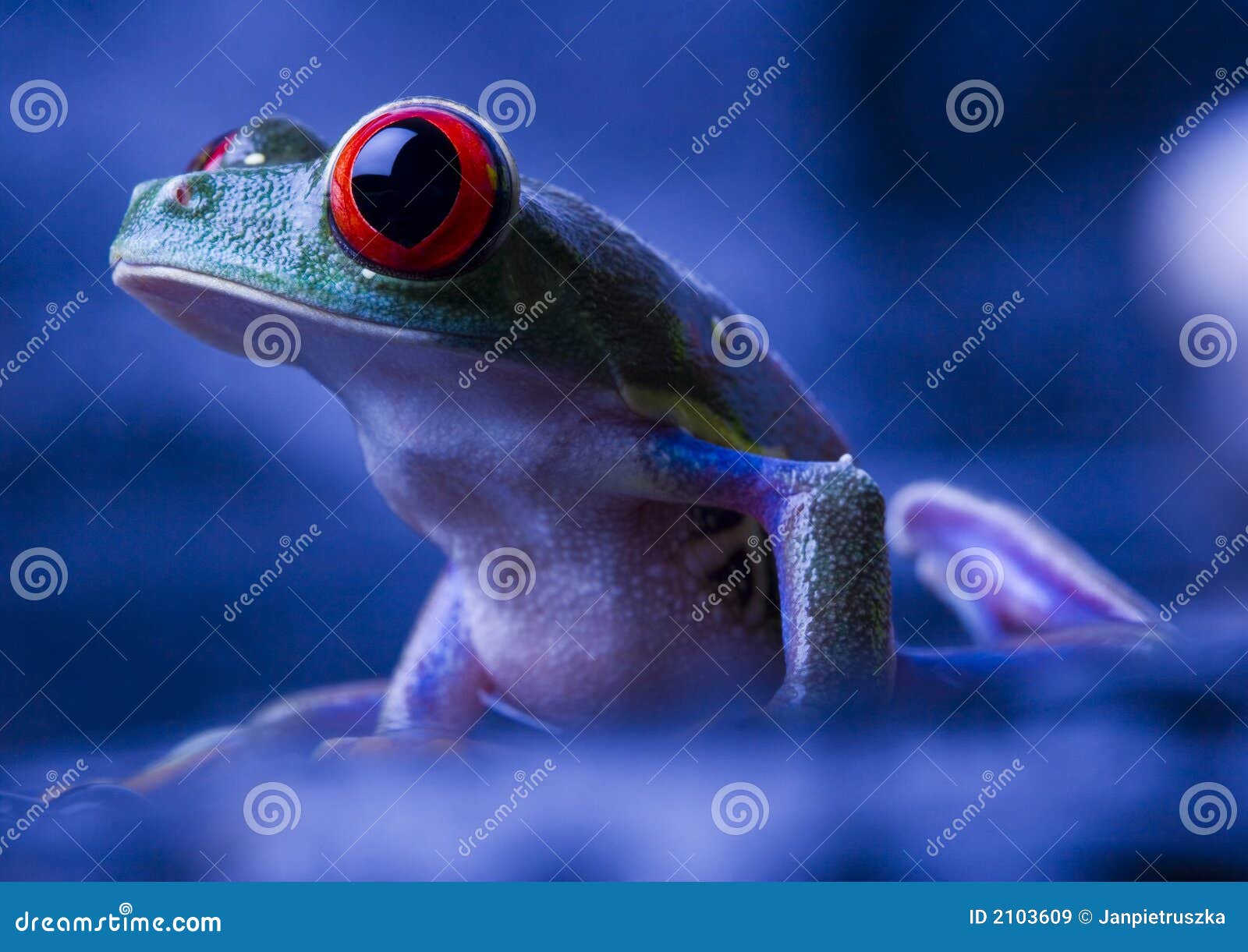 Red eye frog stock image. Image of close, callidryas, eyed - 2103609