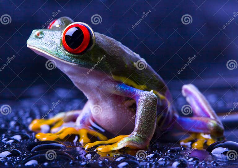 Red eye frog stock photo. Image of bulging, climbing, green - 2103740