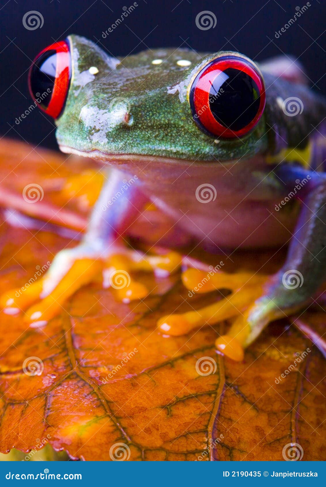 Purple Red Eyed Tree Frog