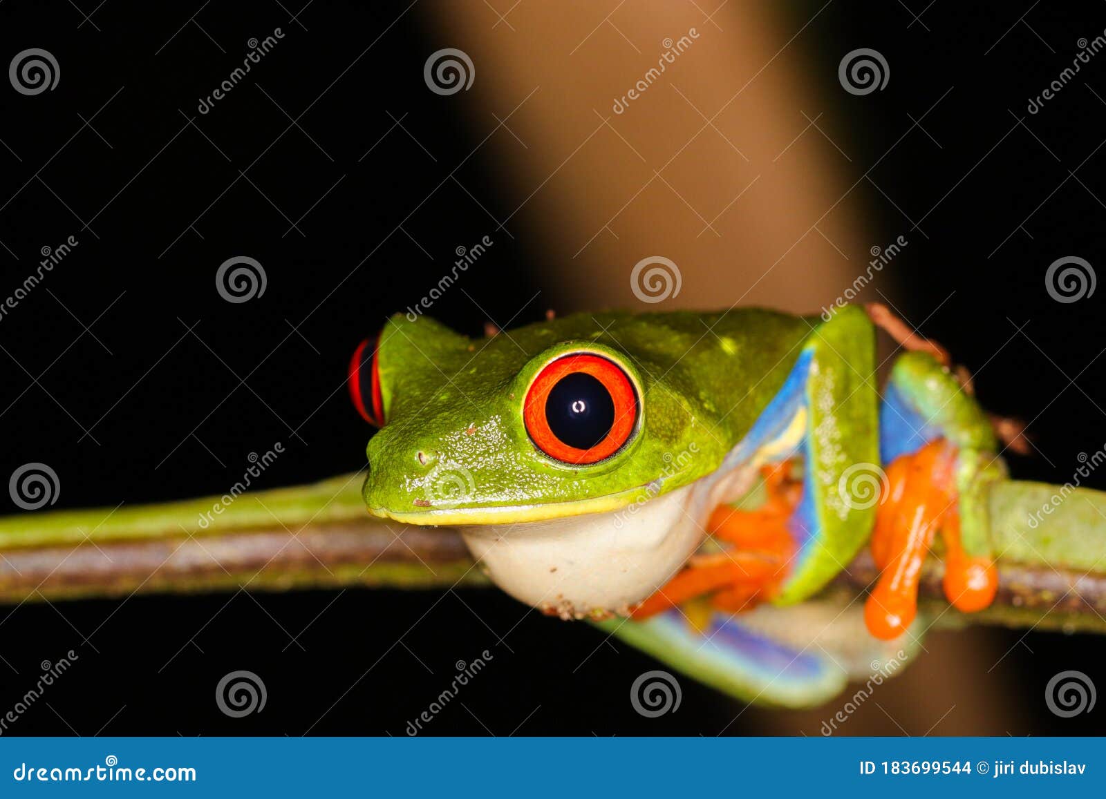 Red Eye Leaf Frog Portrait from the Jungle Stock Photo - Image of ...