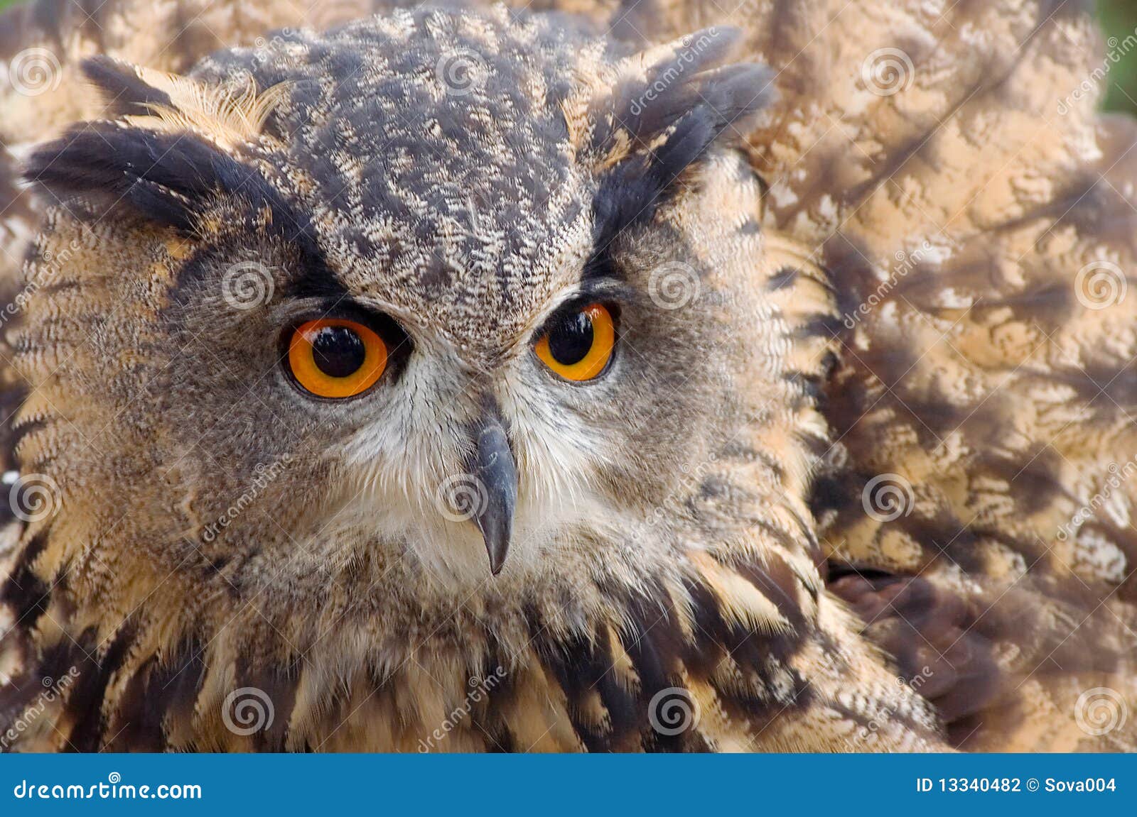 Red eye long -eared Owl stock photo. Image of colors - 13340482