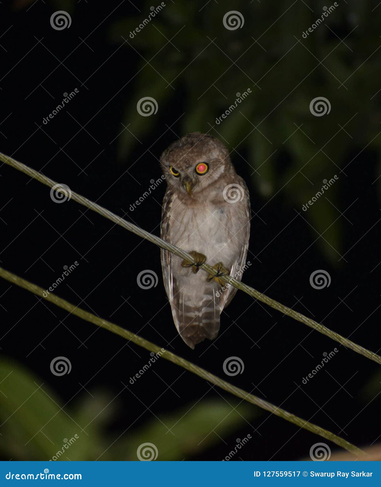 Red eye stock image. Image of person, bird - 127559517