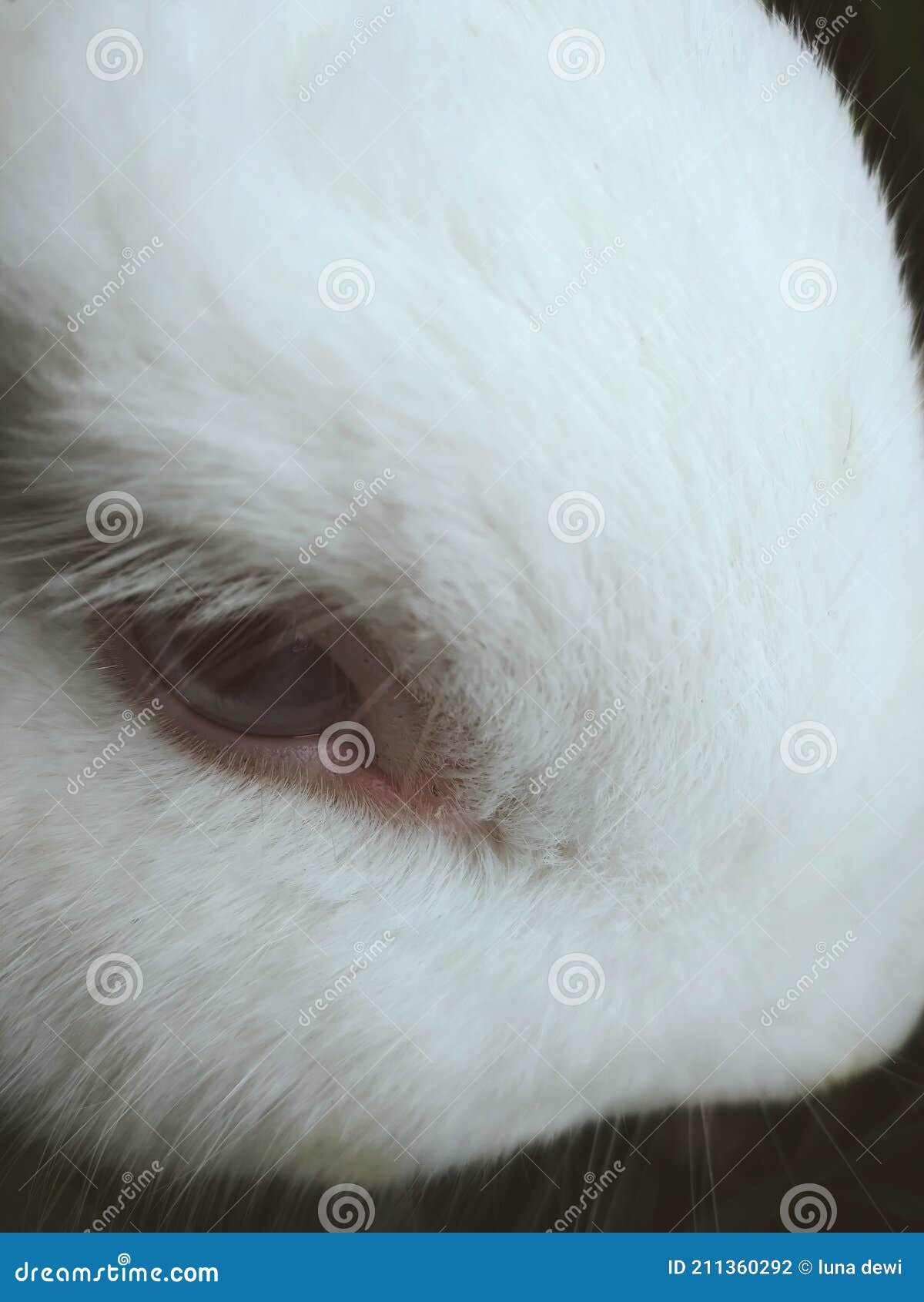 Red Eye Rabit with Big Close Up Stock Photo - Image of rabit, close ...