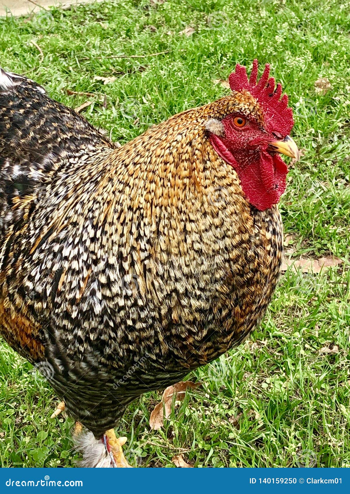 Red eye stock photo. Image of rooster, watching, grass - 140159250