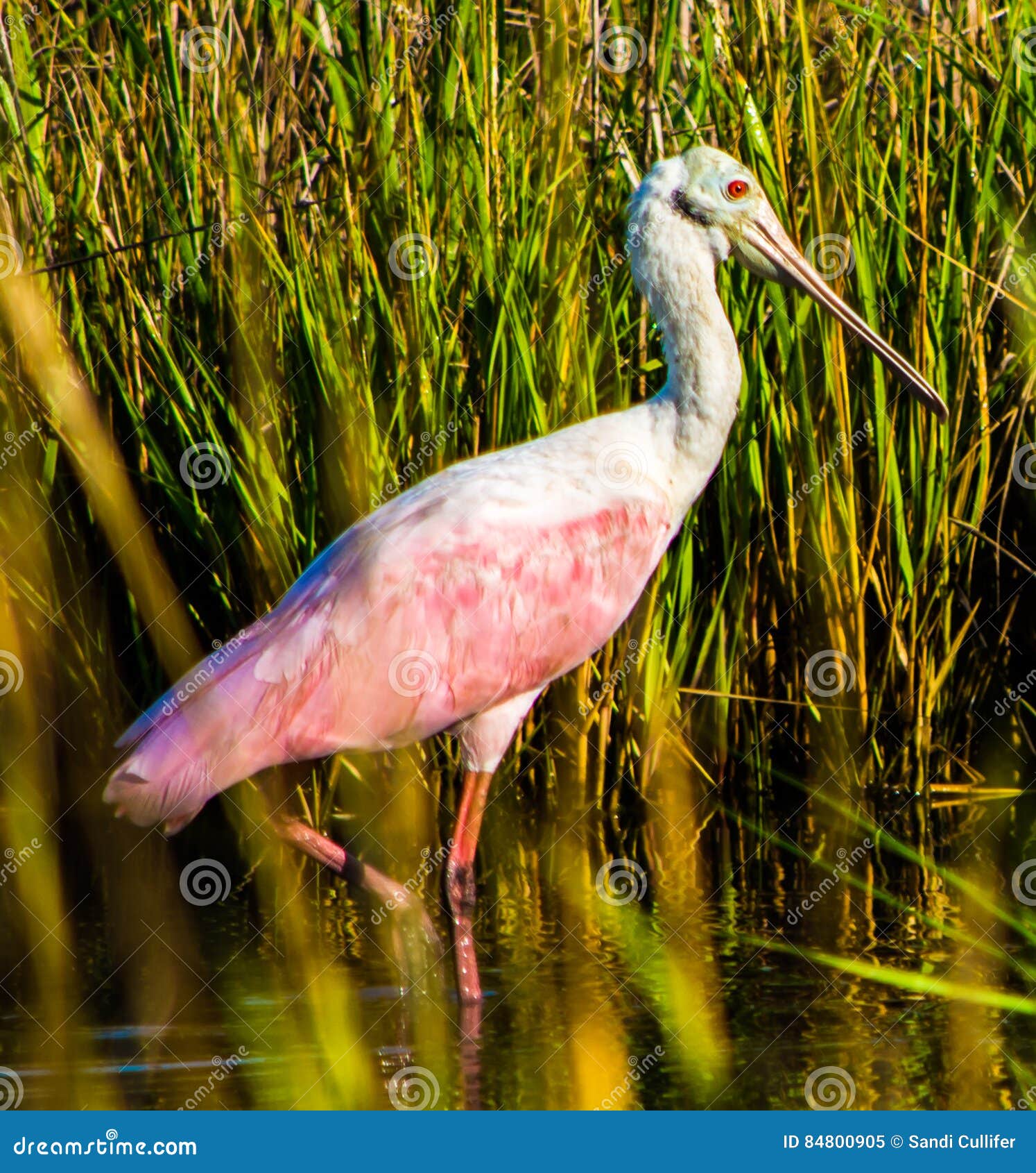 RED EYE of the ROSEATE SPOONBILL Stock Image - Image of pink, florida ...