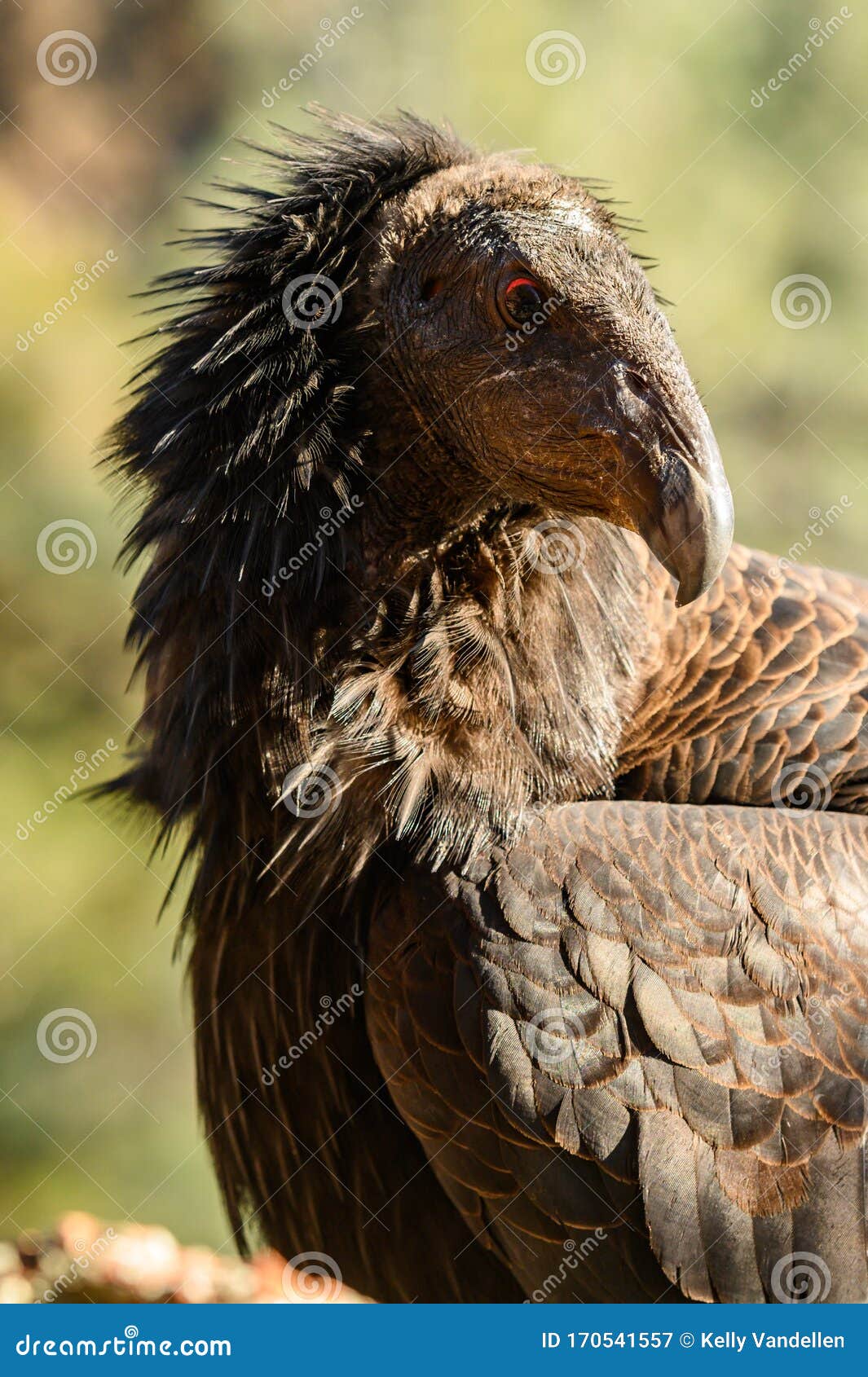 Red Eye Shadows of California Condor Stock Image - Image of animal ...