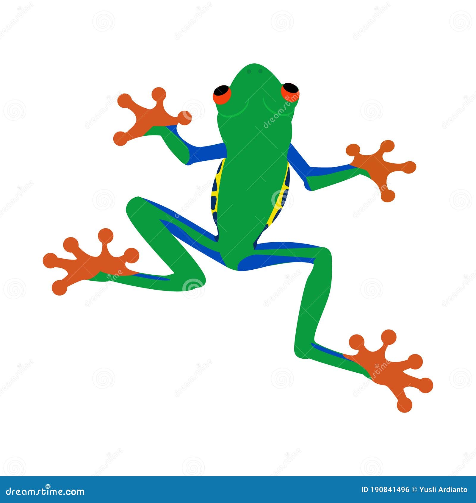 Red Eye Tree Frog Agalychnis Callidryas Stock Vector - Illustration of ...