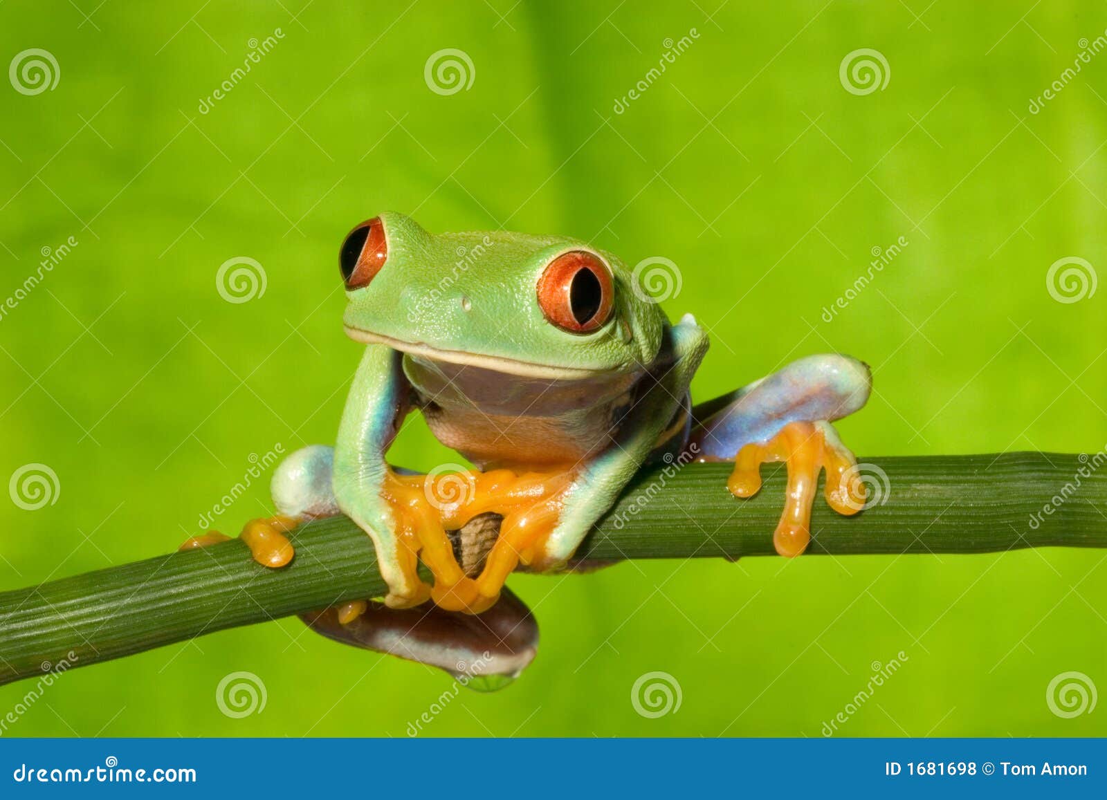 Red Eye Tree Frog on Branch 2 Stock Photo - Image of human, sore: 1681698