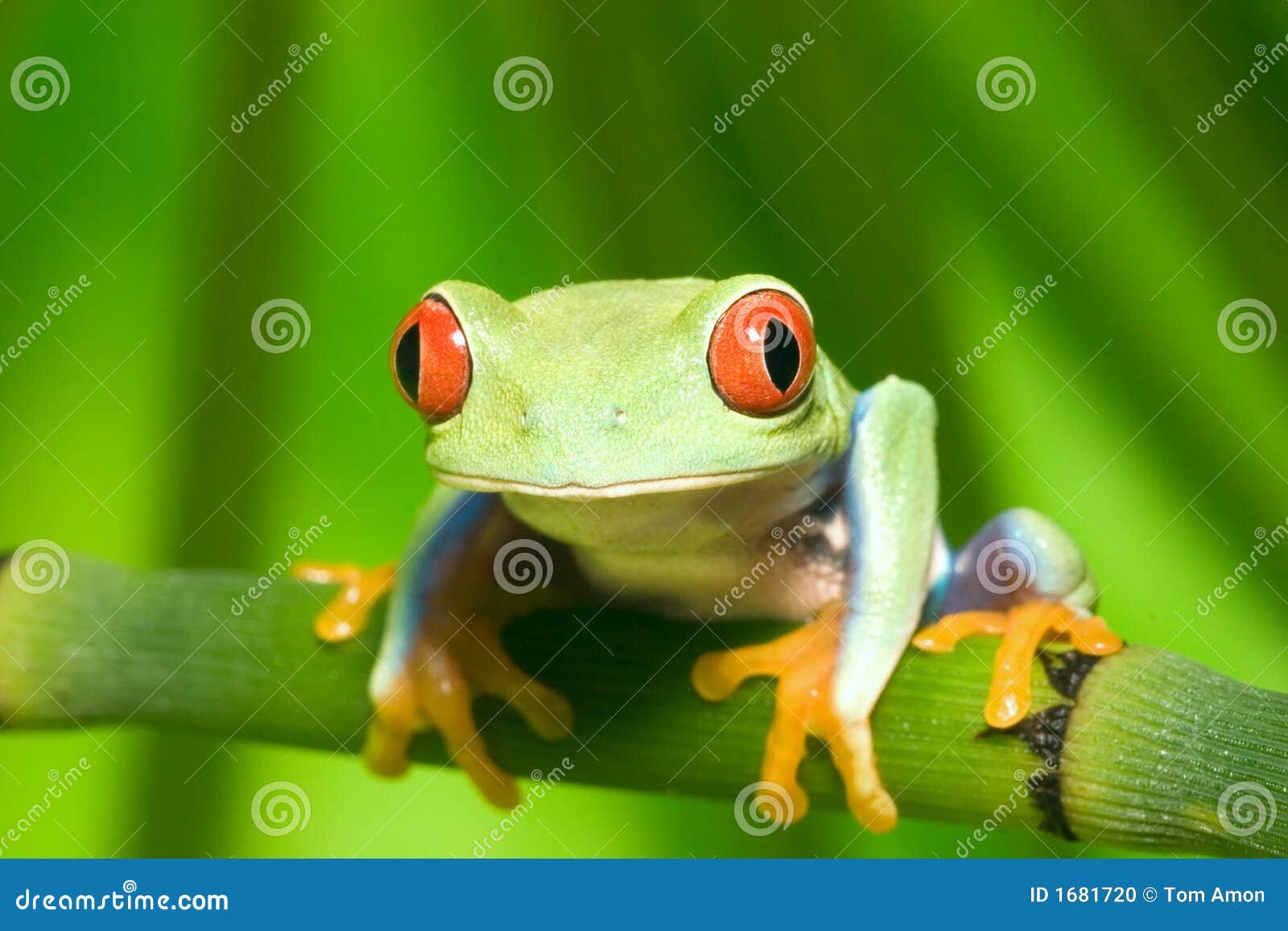Red Eyed Tree Frog Drawings