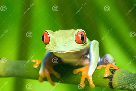 Red Eye Tree Frog on Branch 3 Stock Photo - Image of green, leaf: 1681720