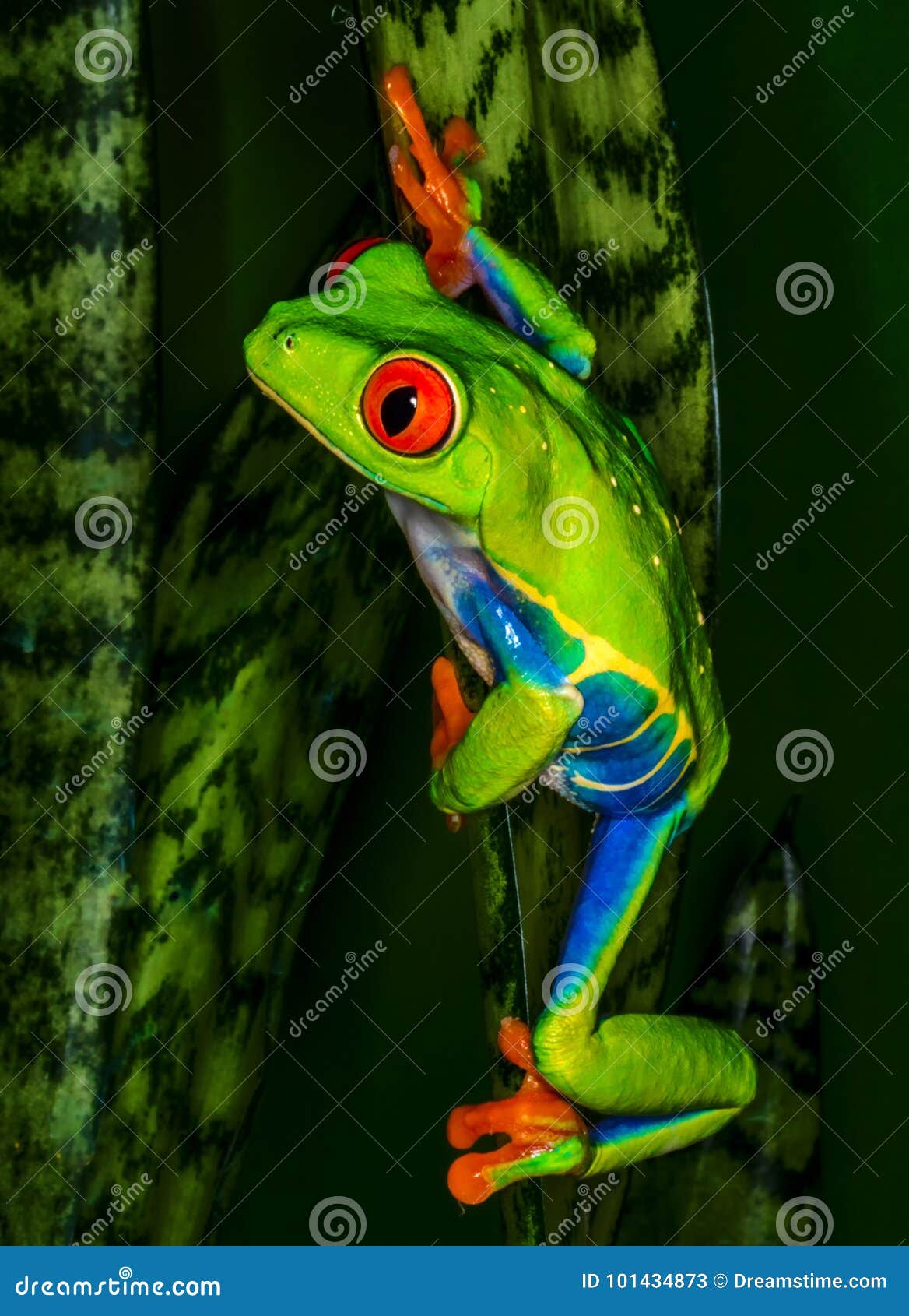 Red Eye Tree Frog Climbing. Stock Image - Image of frog, orange: 101434873