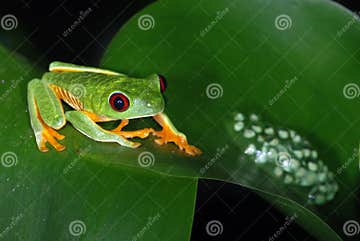 Red Eye Tree Frog with Eggs on a Leaf. Stock Image - Image of eggs ...