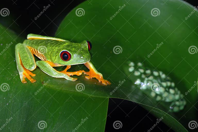 Red Eye Tree Frog with Eggs on a Leaf. Stock Image - Image of eggs ...