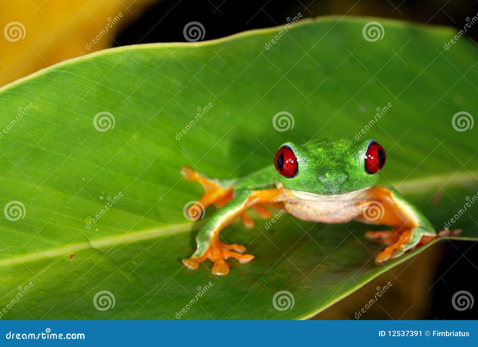 Red Eye Tree Frog on a Leaf. Stock Image - Image of costa, leaf: 12537391