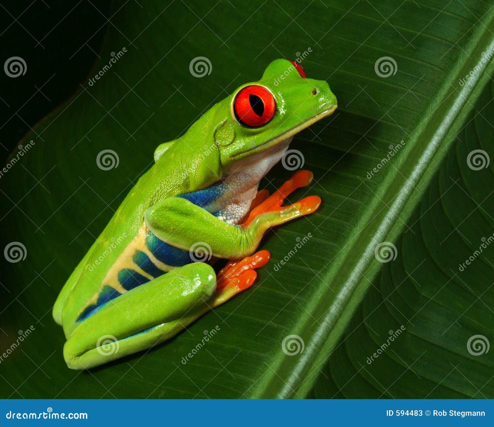 Red Eye Tree Frog Profile stock image. Image of jump, endangered - 594483