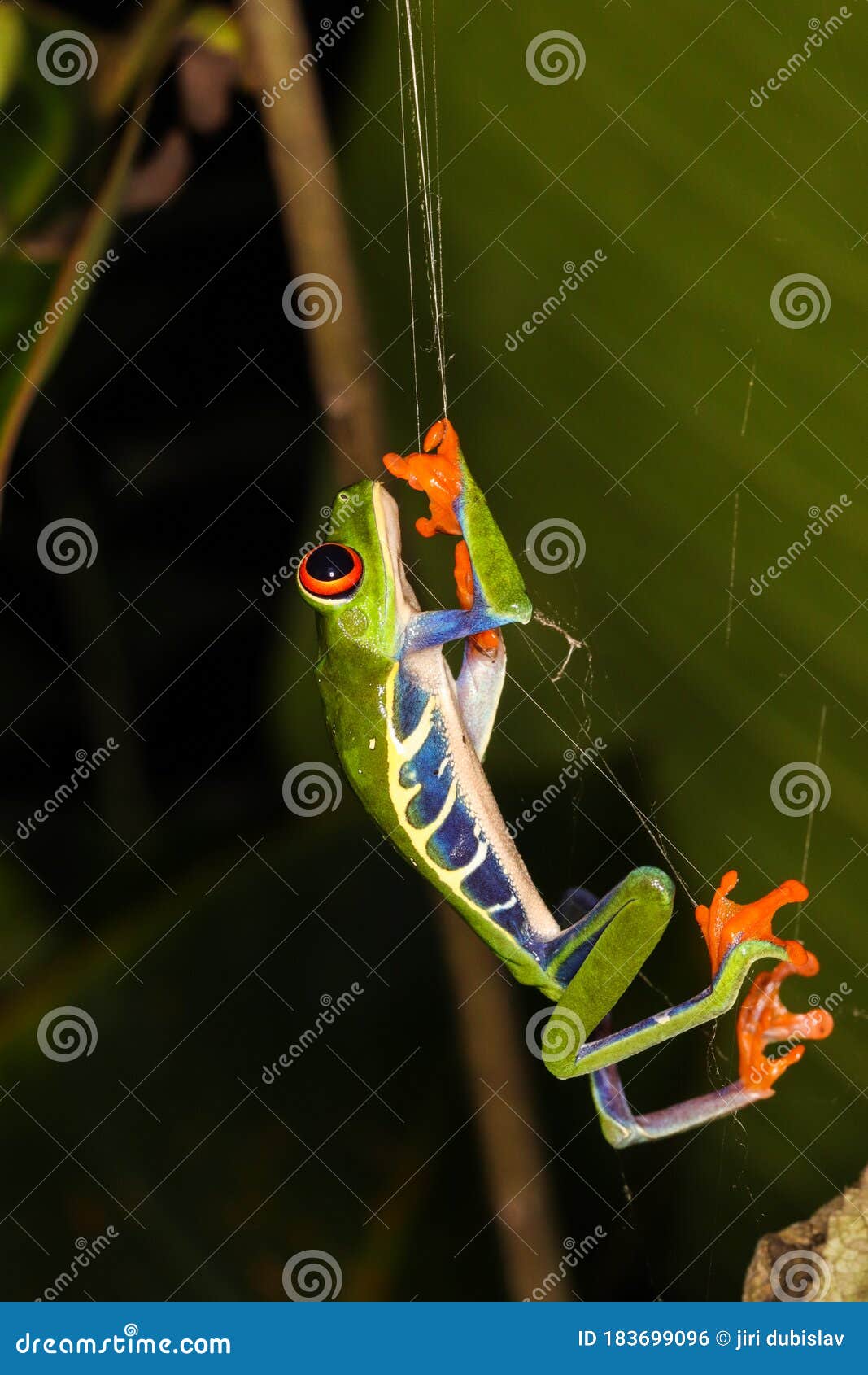 Red Eye Tree Frog Stuck in a Orb Weaver Spider Web Stock Photo - Image ...