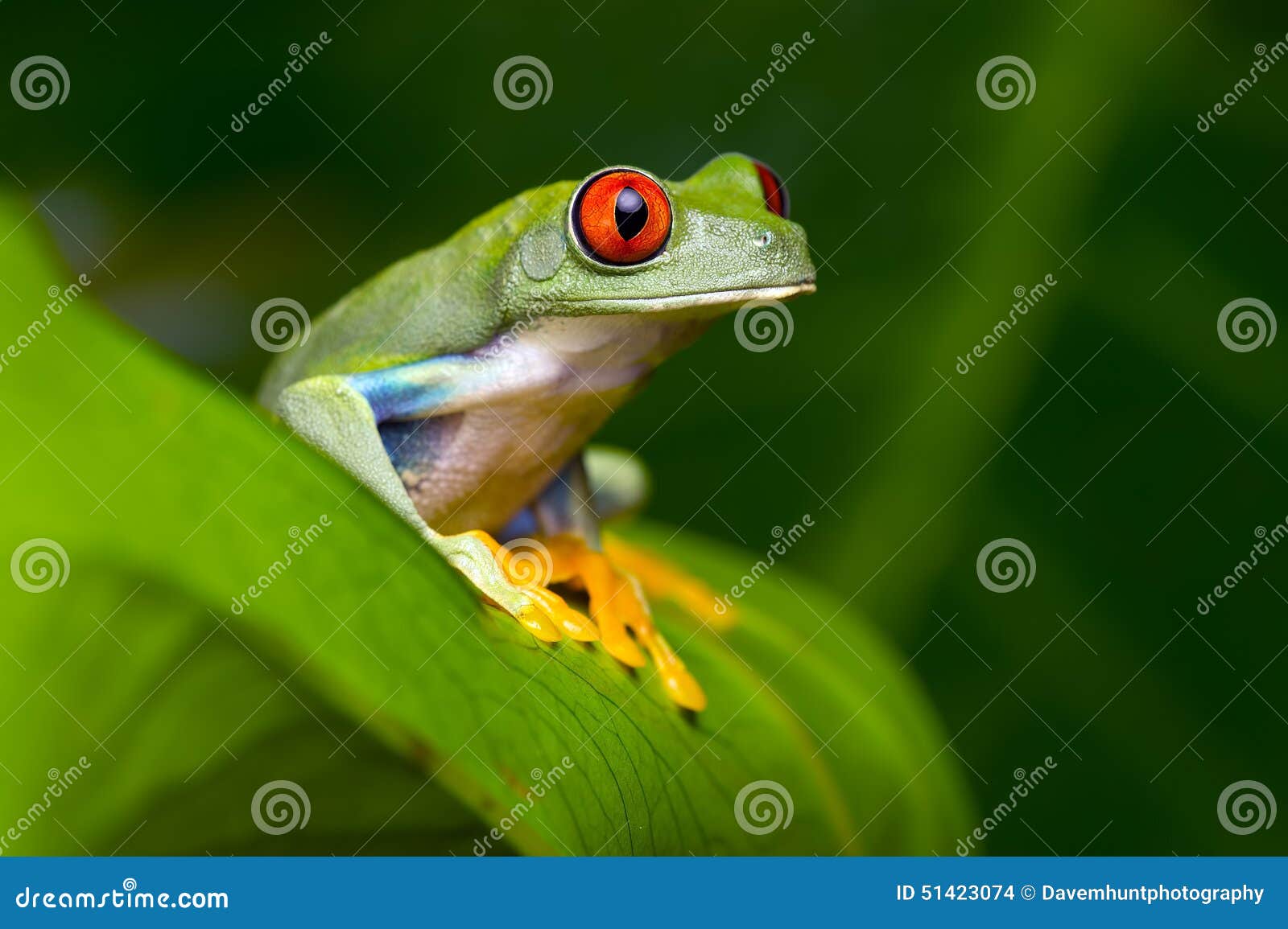 Red-Eyed Amazon Tree Frog (Agalychnis Callidryas) Stock Photo - Image ...