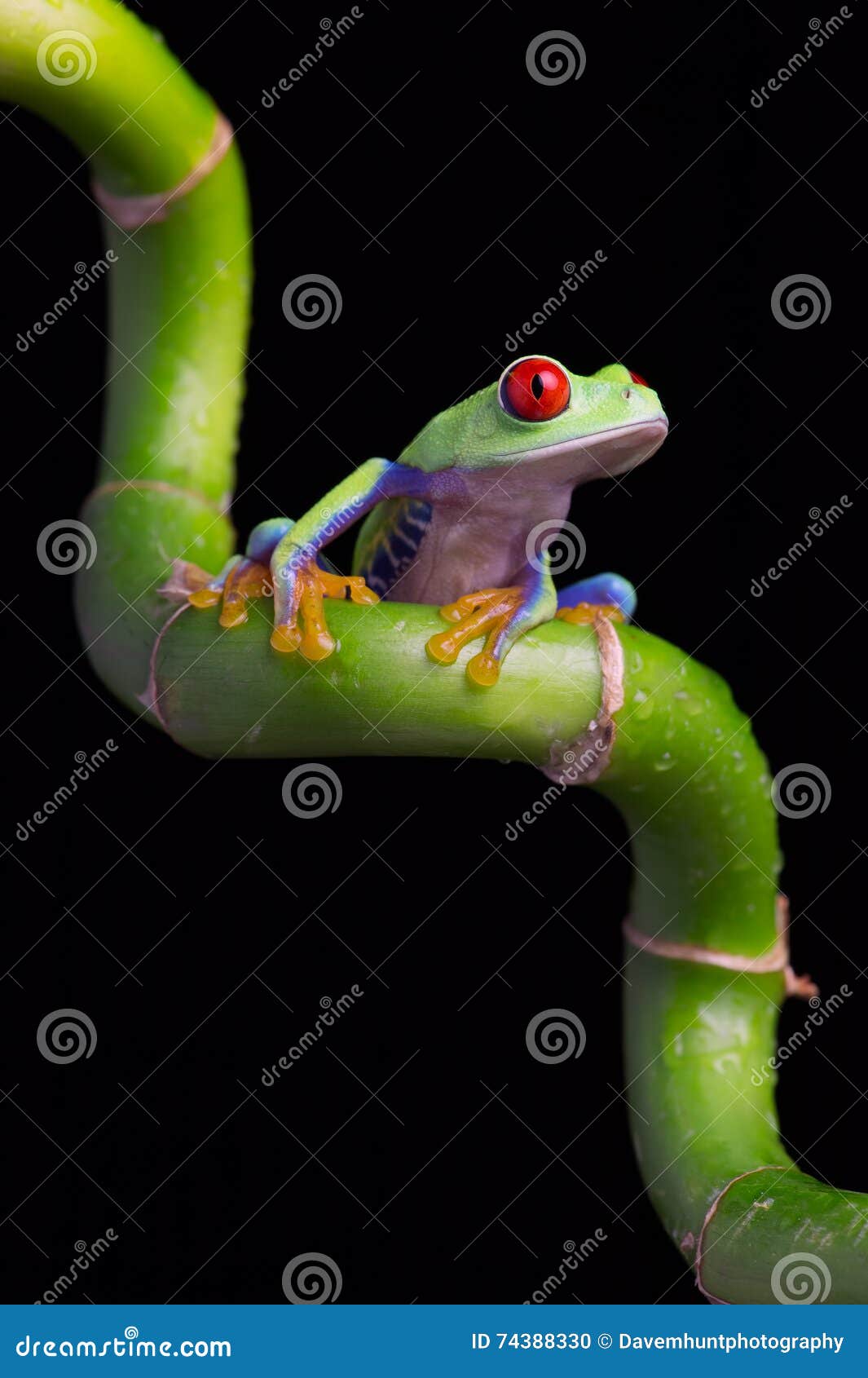 Red-Eyed Amazon Tree Frog (Agalychnis Callidryas) Stock Photo - Image ...