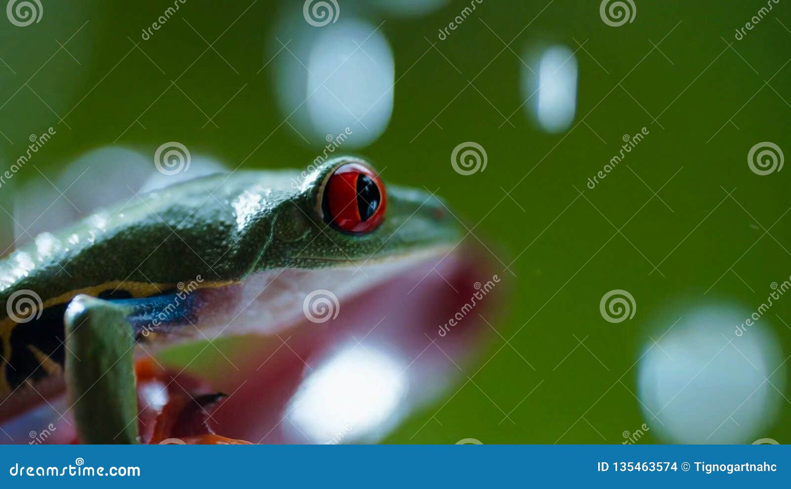 Red-Eyed Amazon Tree Frog Agalychnis Callidryas Under the Rain Stock ...