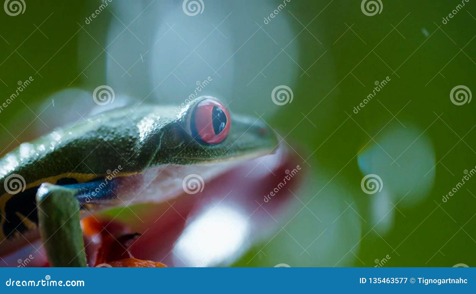 Red-Eyed Amazon Tree Frog Agalychnis Callidryas Under the Rain Stock ...