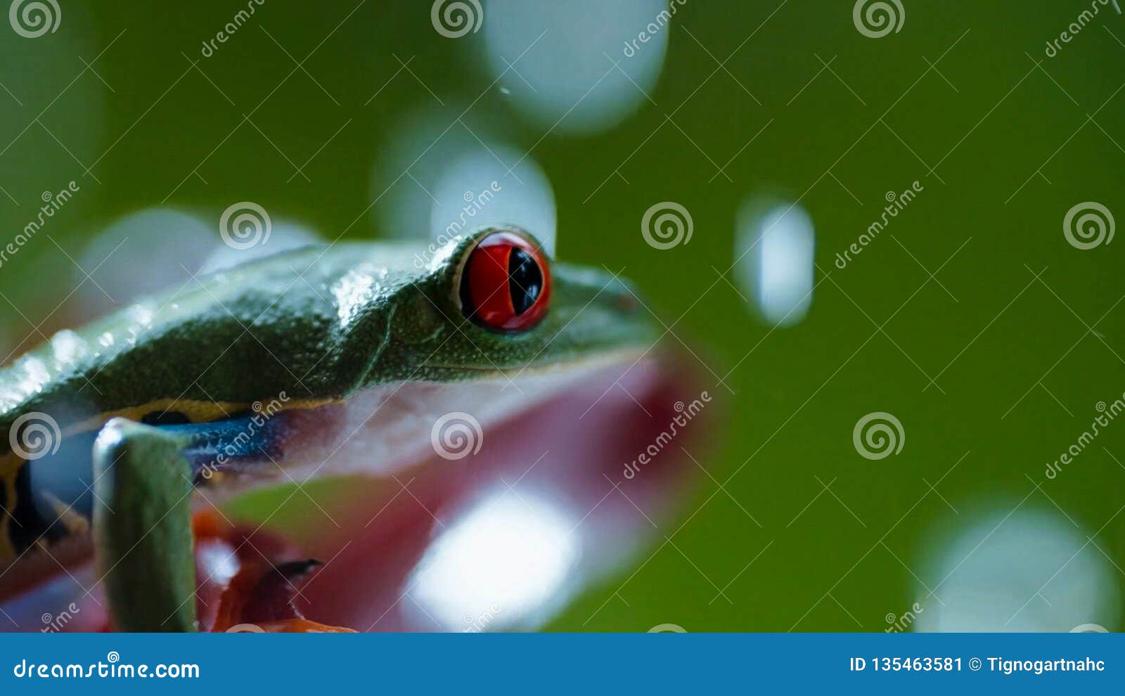 Red-Eyed Amazon Tree Frog Agalychnis Callidryas Under the Rain Stock ...