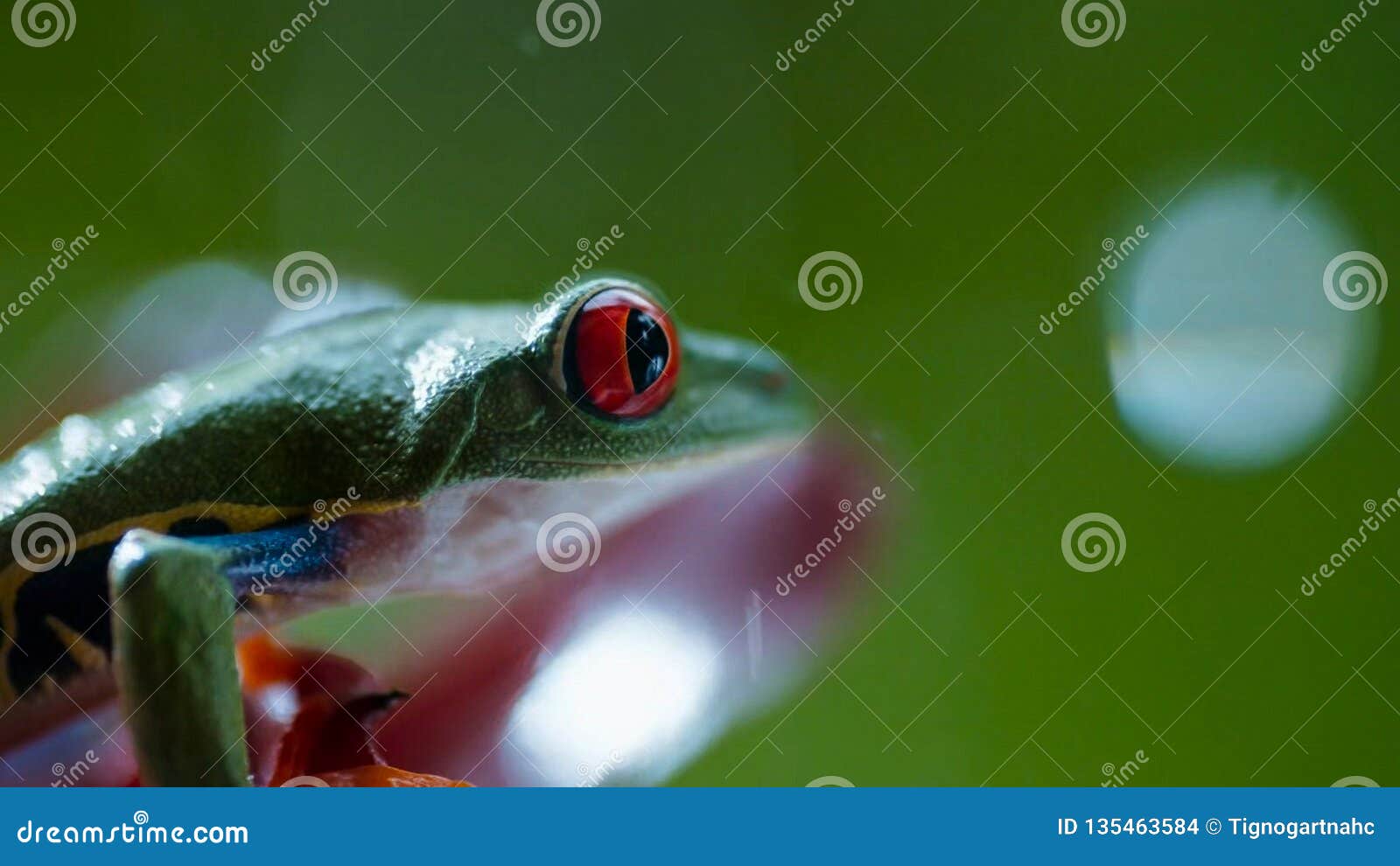 Red-Eyed Amazon Tree Frog Agalychnis Callidryas Under the Rain Stock ...