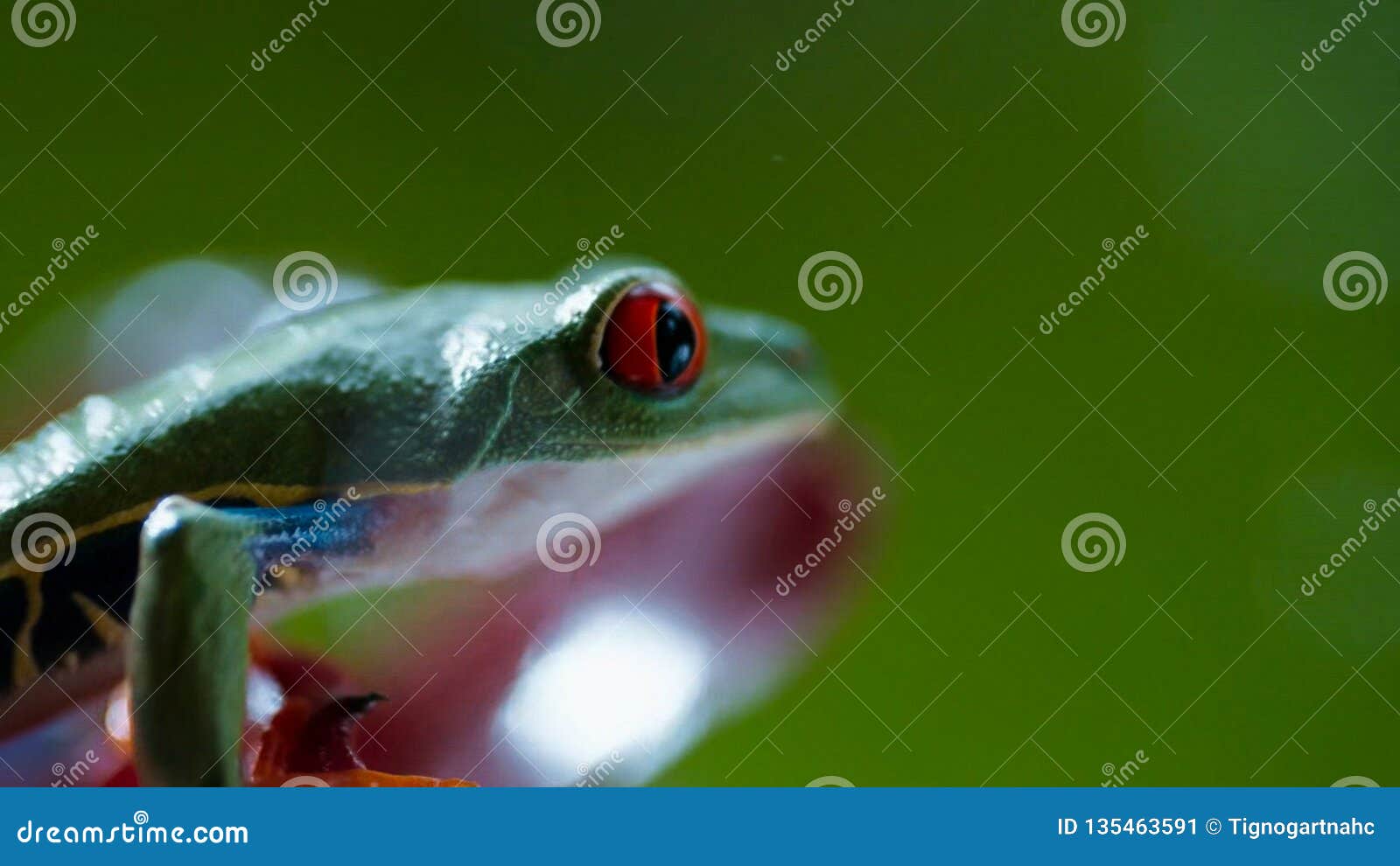 Red-Eyed Amazon Tree Frog Agalychnis Callidryas Under the Rain Stock ...