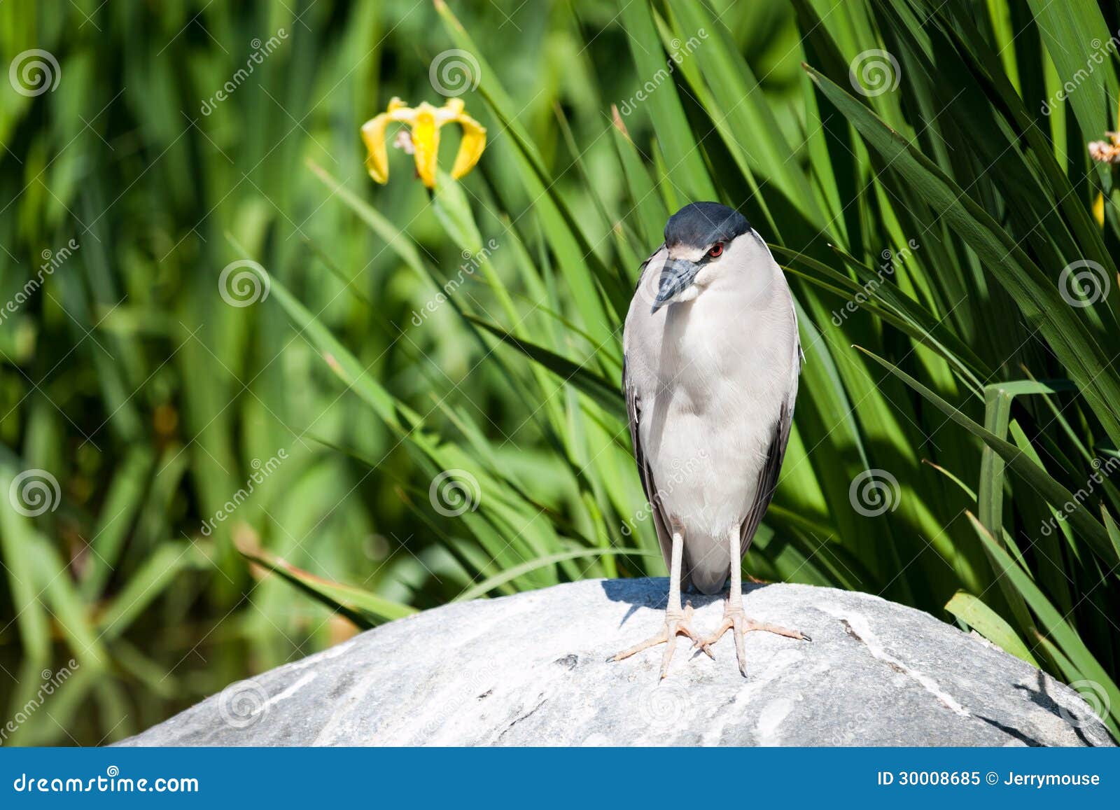 Angry Bird stock image. Image of displeased, american - 30008685