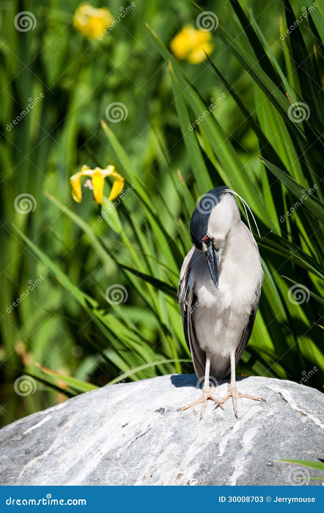 Unhappy Bird stock image. Image of funny, animals, bill - 30008703