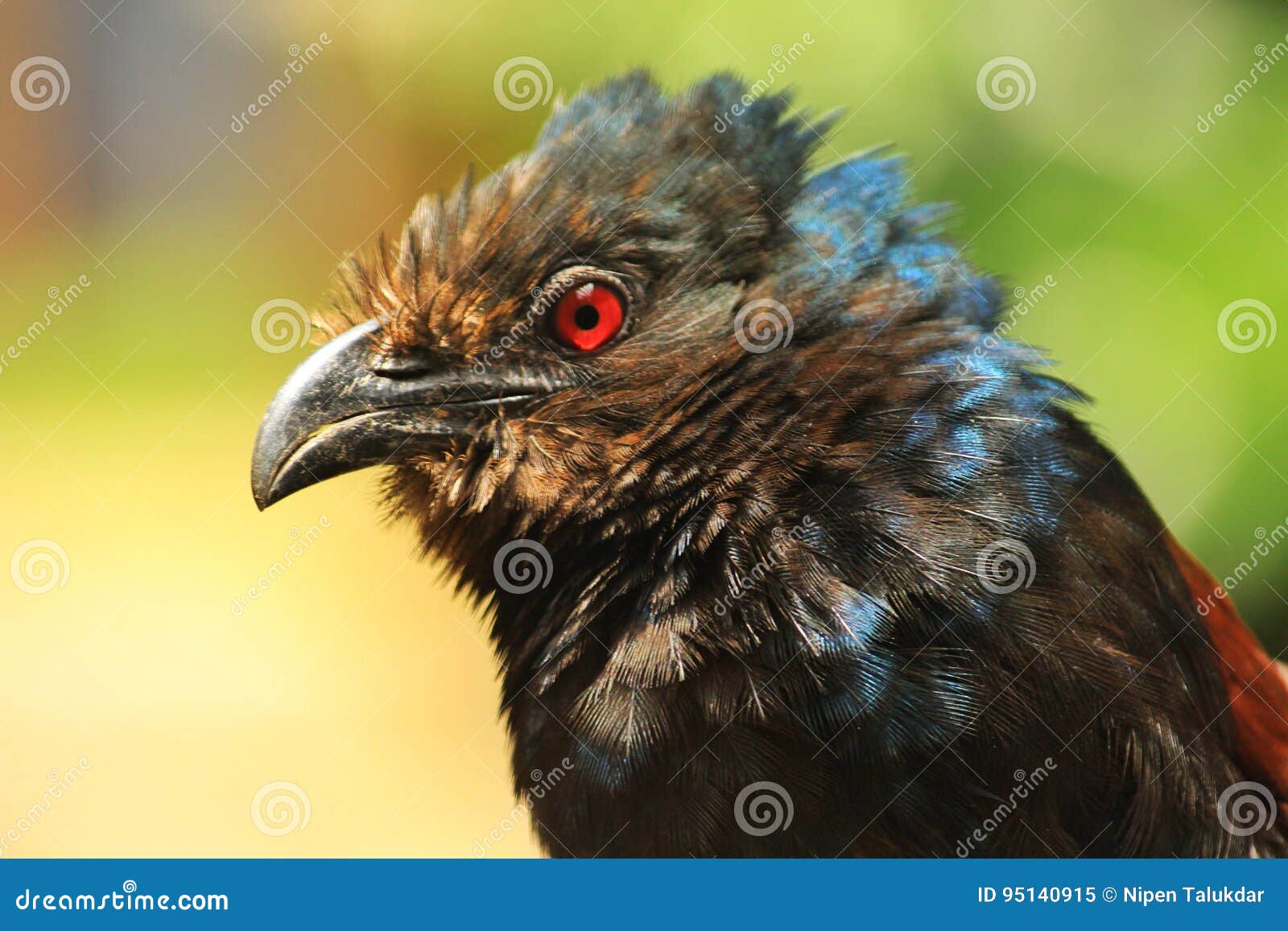 Red eyed bird. stock image. Image of colours, eyed, bird - 95140915